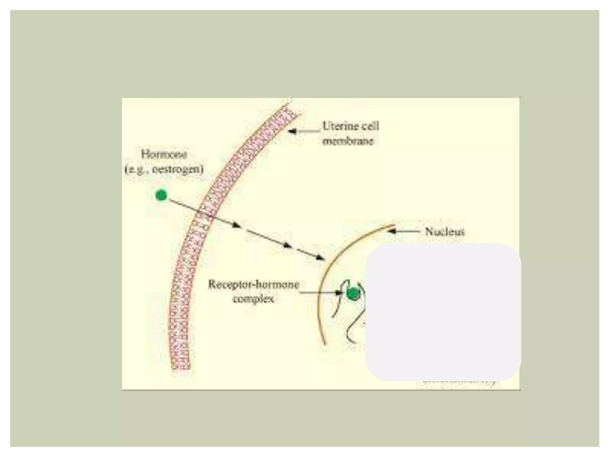 MECHANISM OF ACTION OF HORMONE.pptx