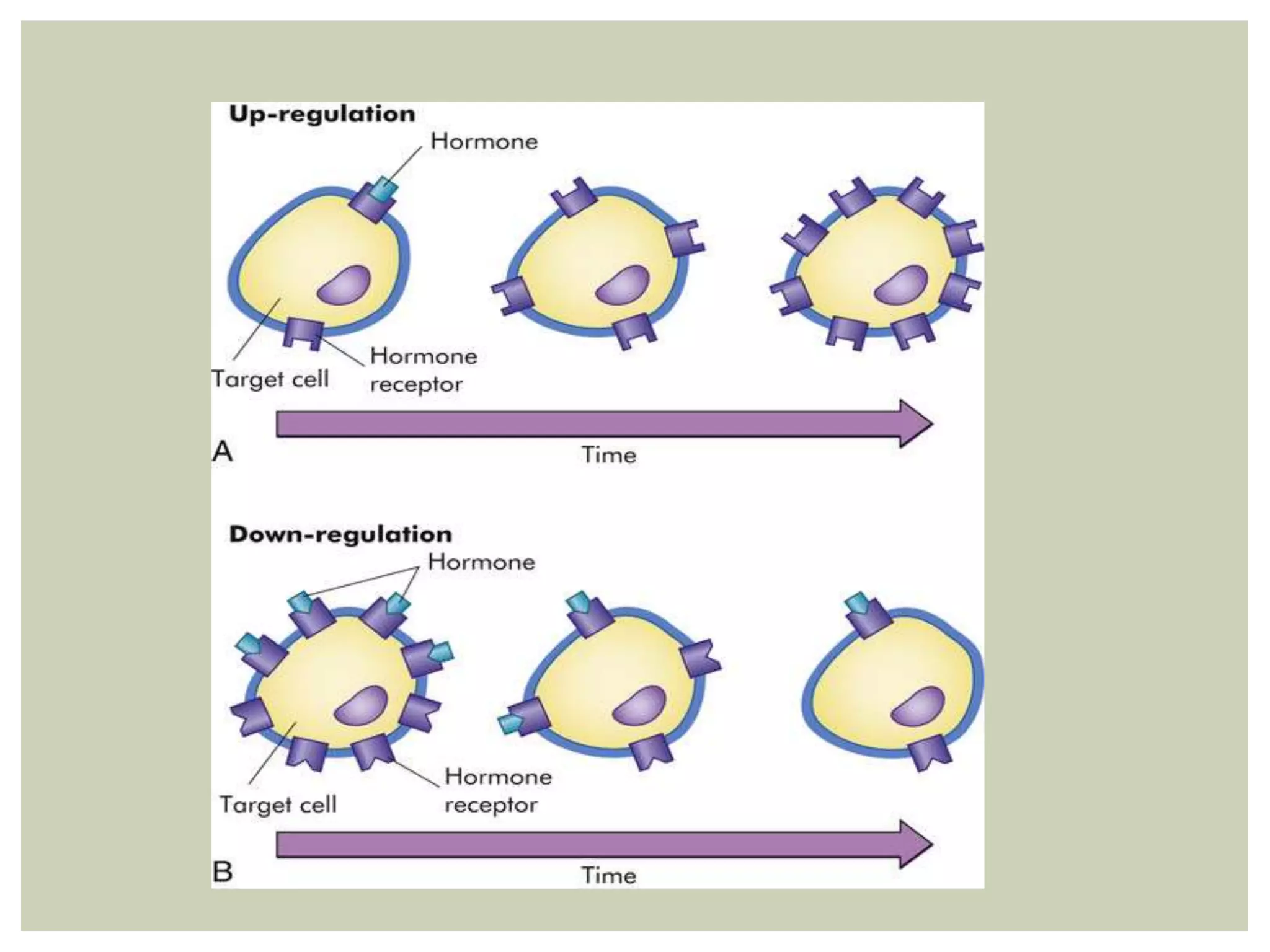 MECHANISM OF ACTION OF HORMONE.pptx
