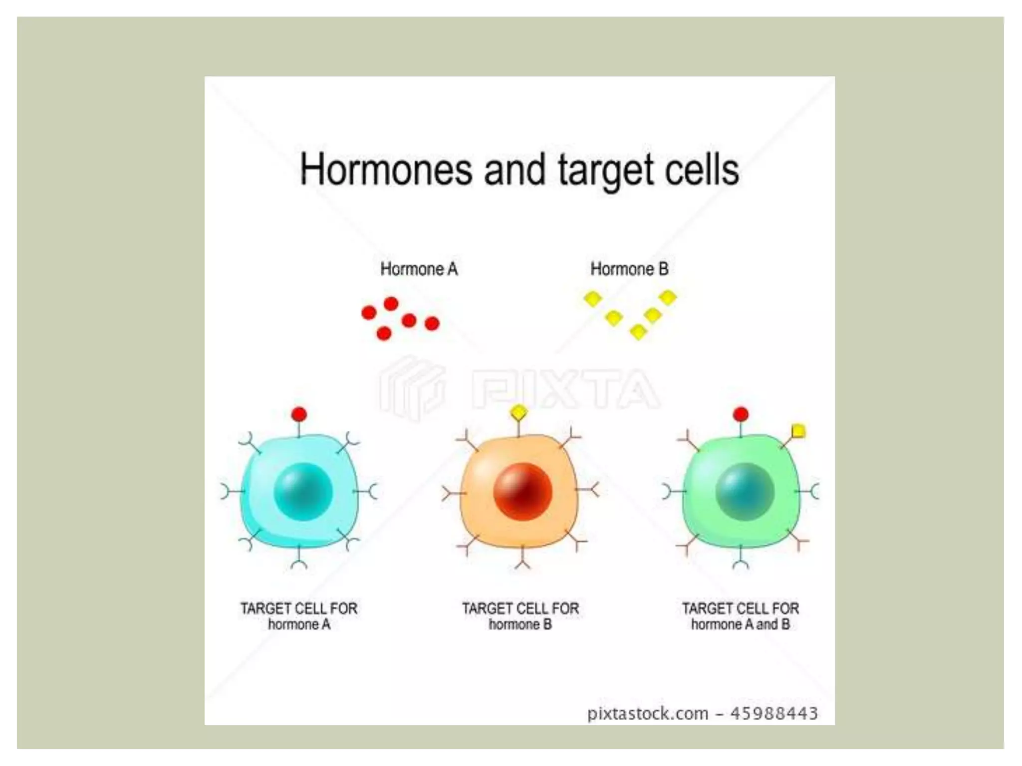 MECHANISM OF ACTION OF HORMONE.pptx