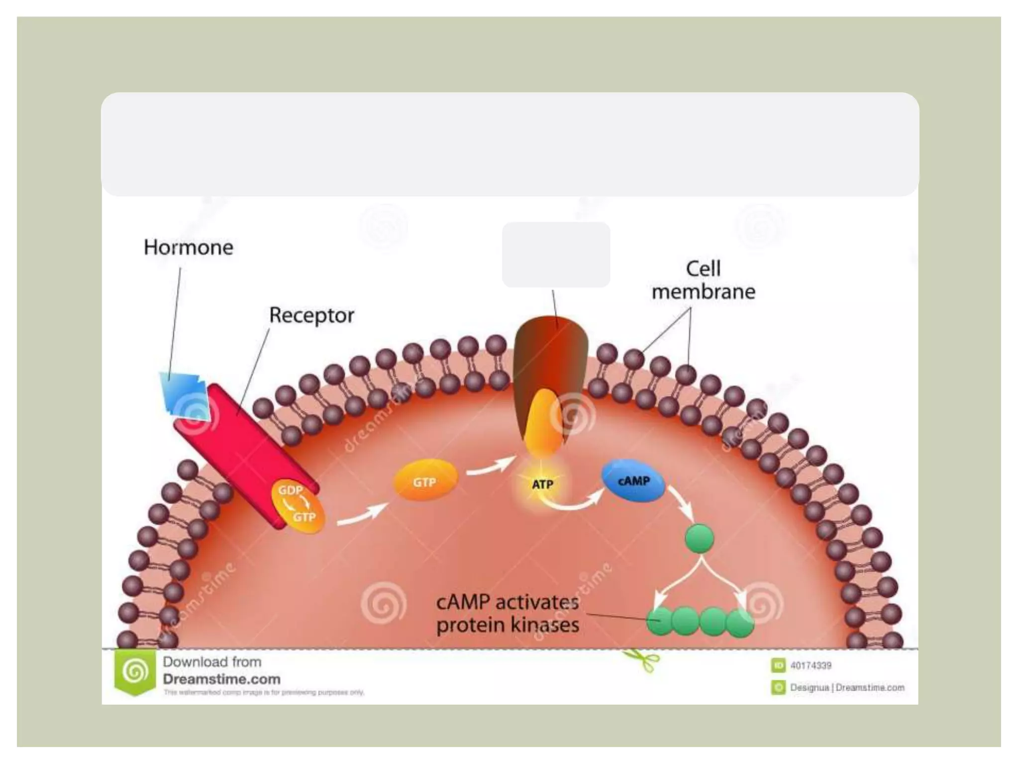 MECHANISM OF ACTION OF HORMONE.pptx