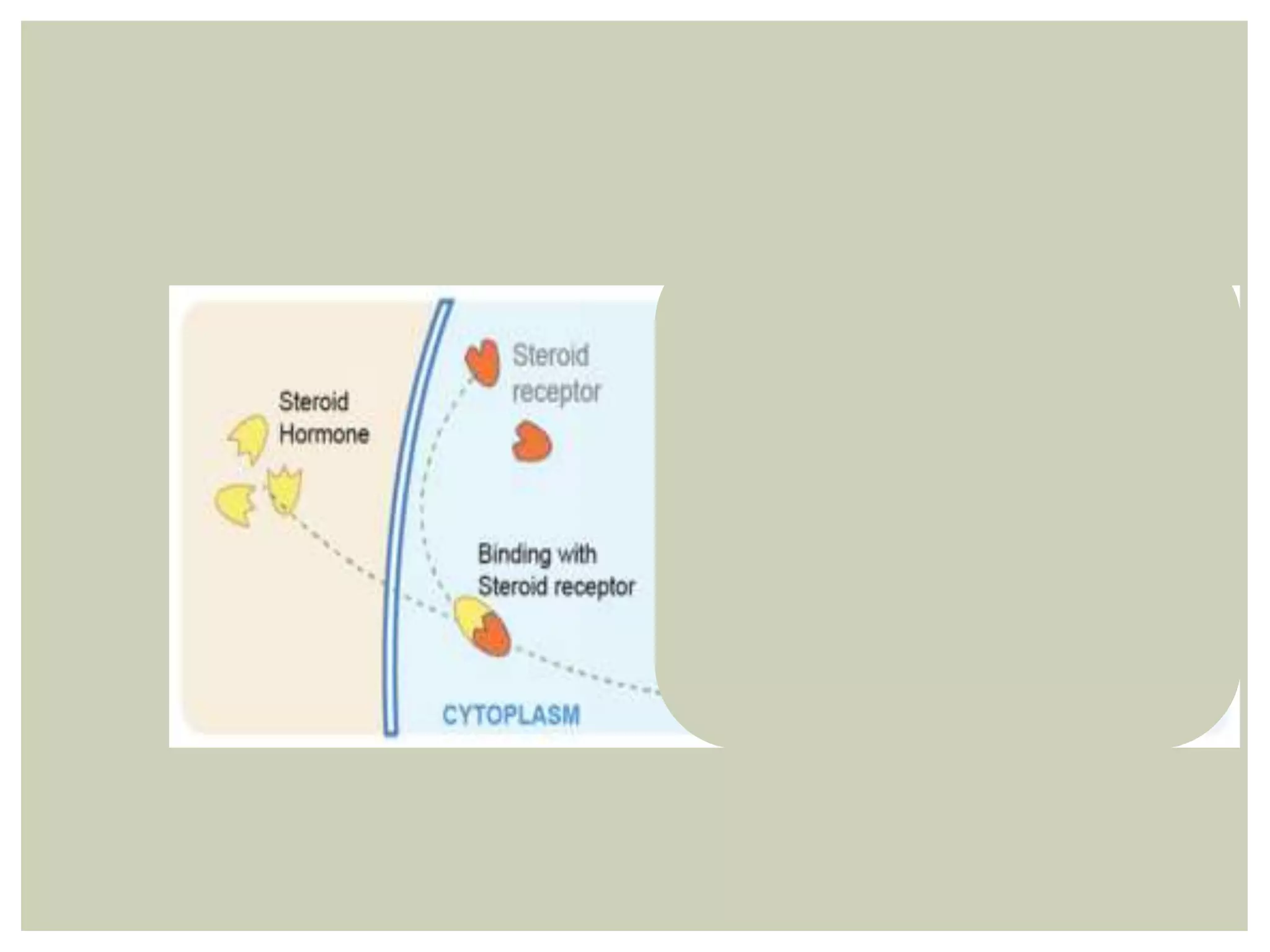 MECHANISM OF ACTION OF HORMONE.pptx