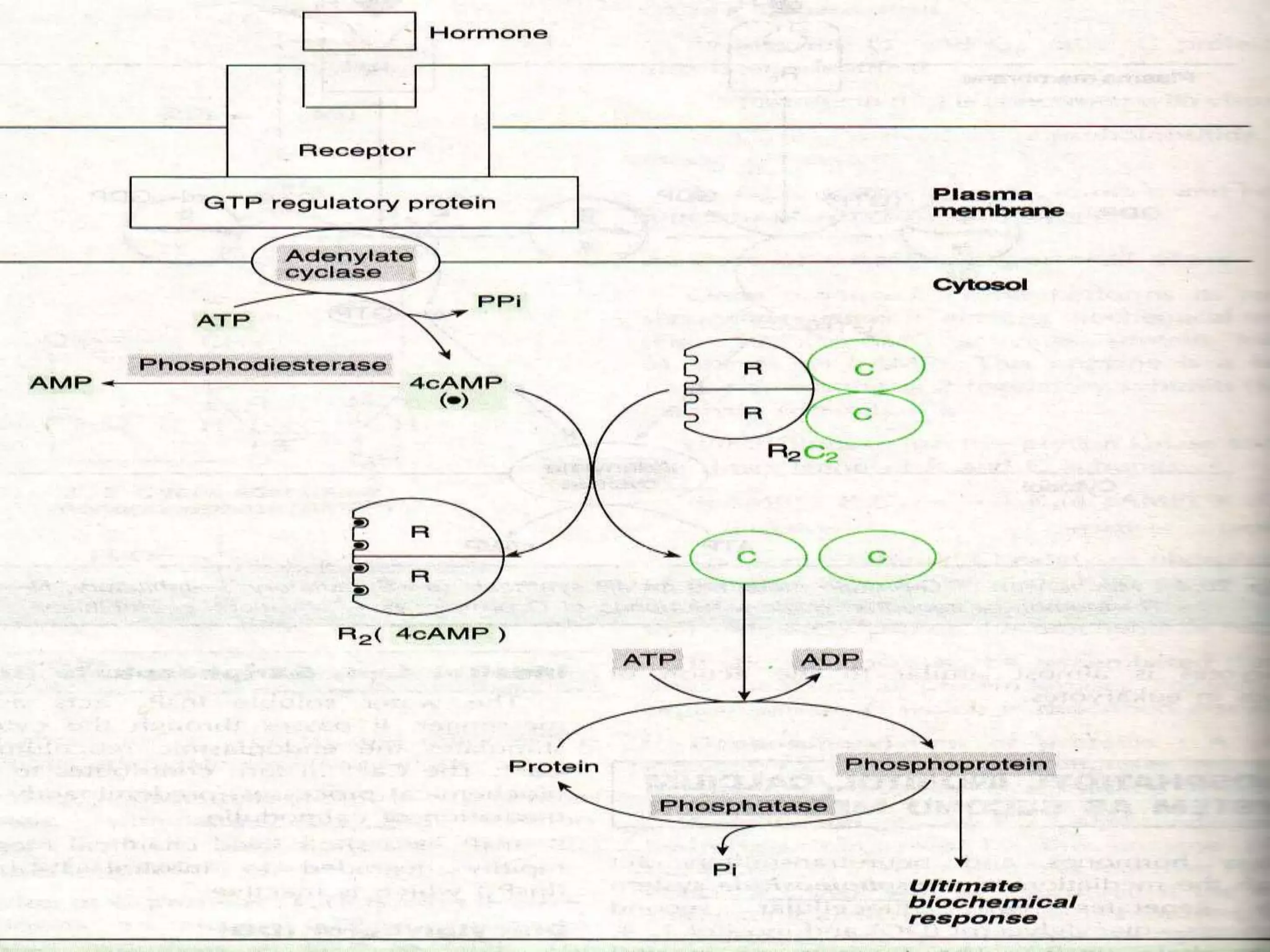 Mechanism of action of hormones | PPT
