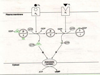 Mechanism of action of hormones | PPT