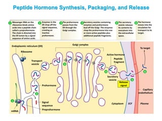 mechanismofactionofinsulin11-190623063339.pdf