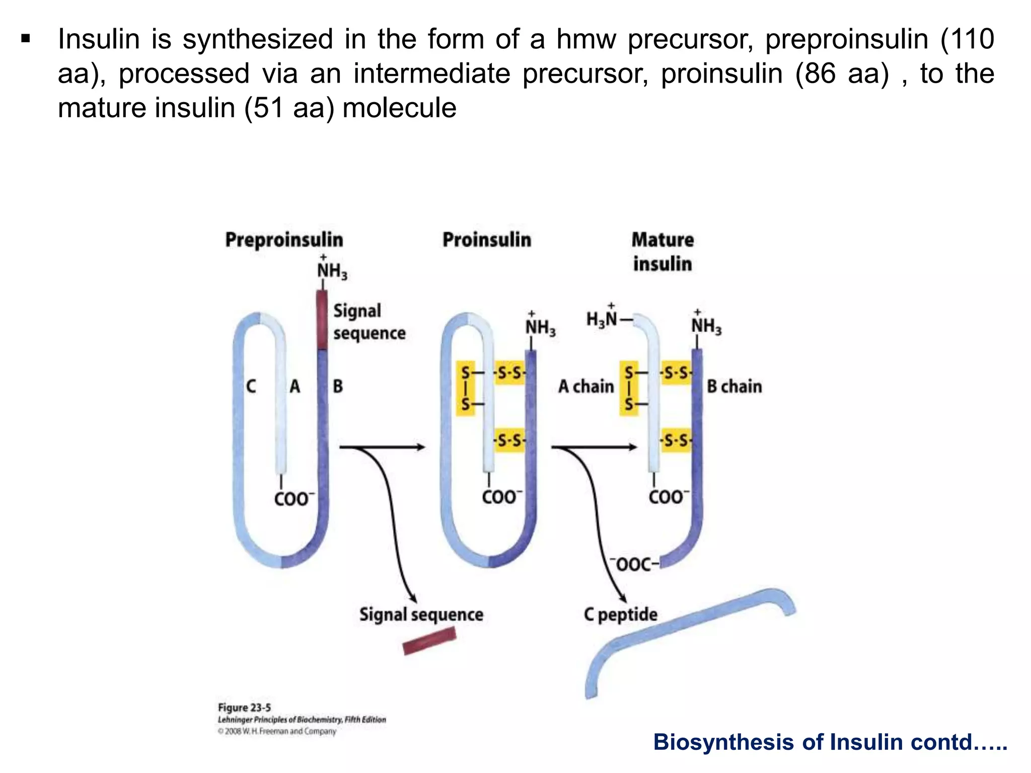 Mechanism of action of insulin | PPTX