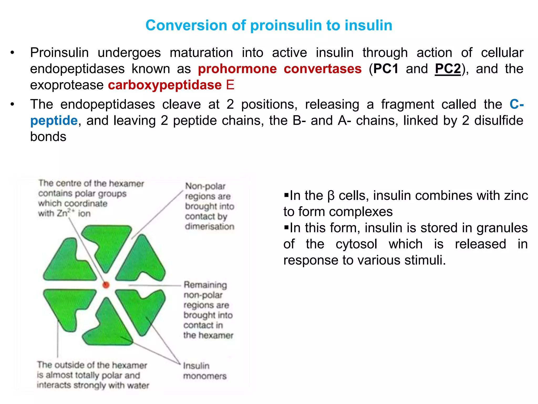 Mechanism of action of insulin | PPTX