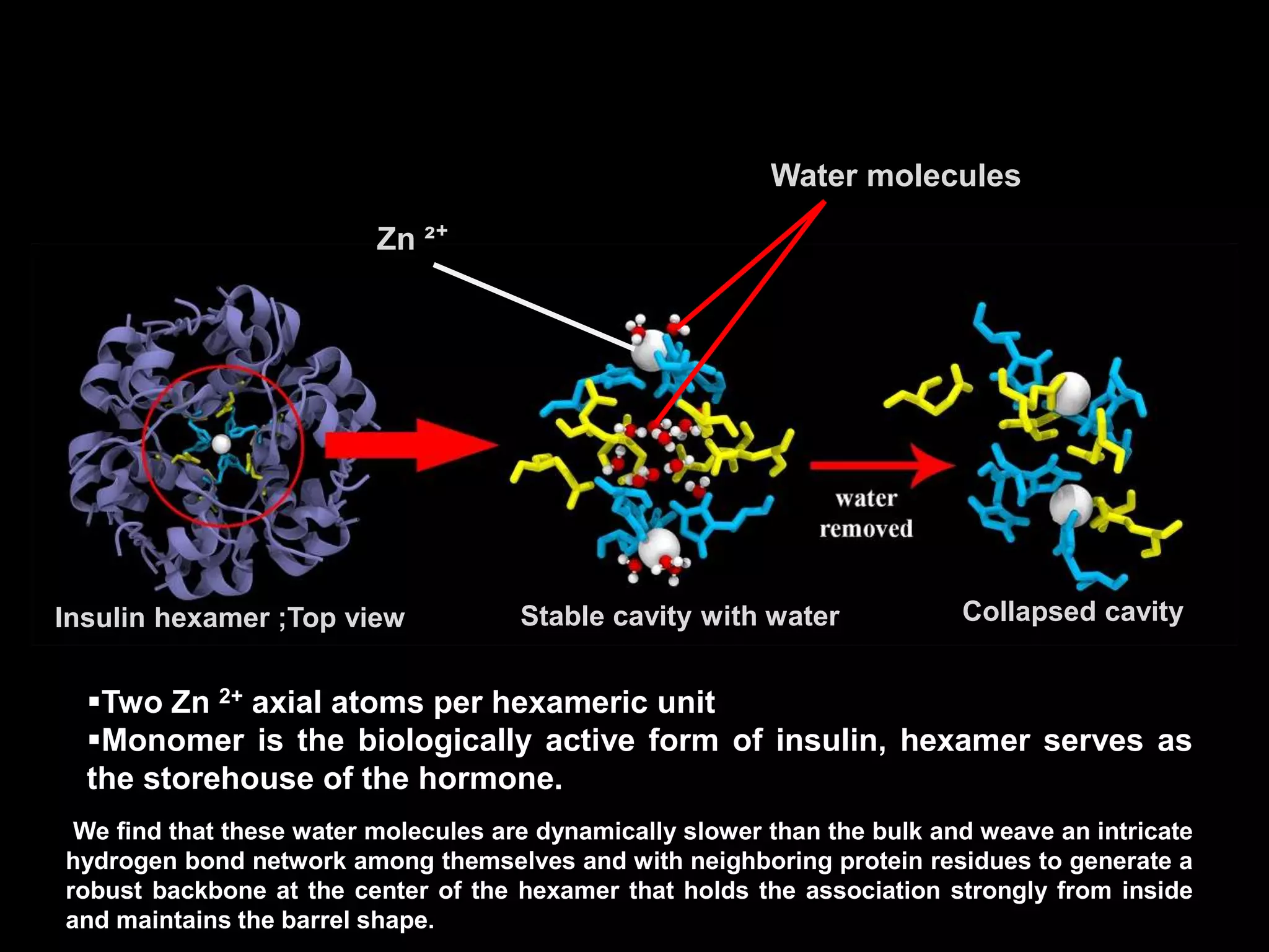 Mechanism of action of insulin | PPTX