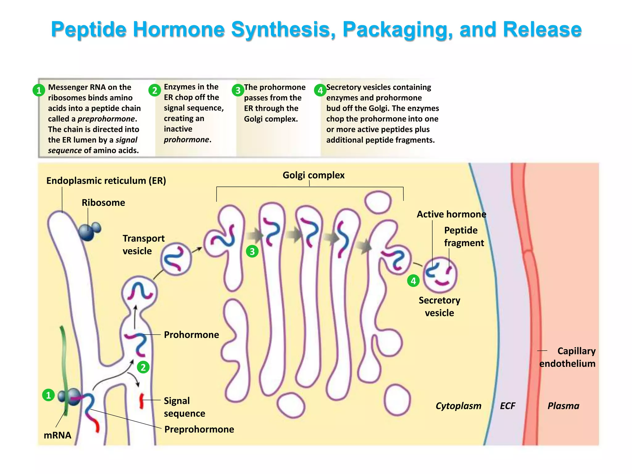 Mechanism of action of insulin | PPTX