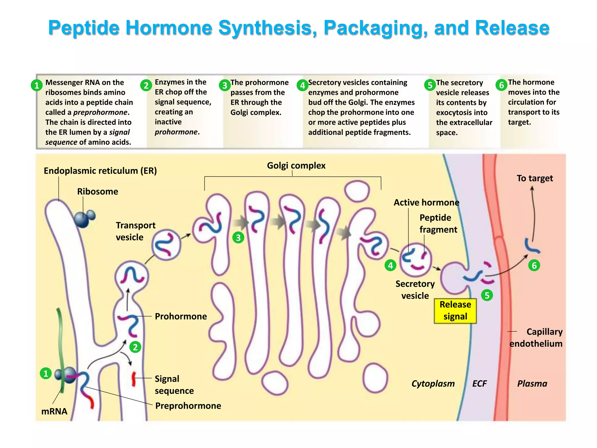 Mechanism of action of insulin | PPTX