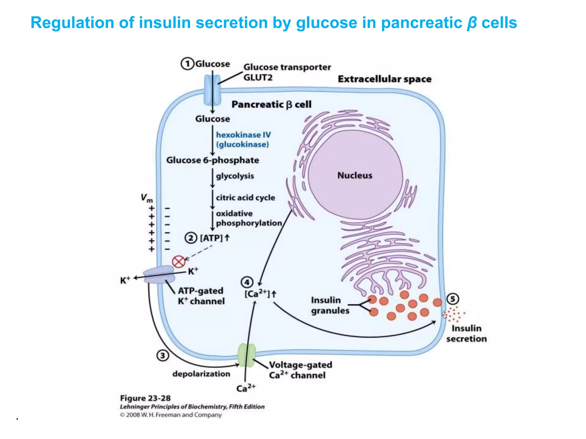 Mechanism of action of insulin | PPTX