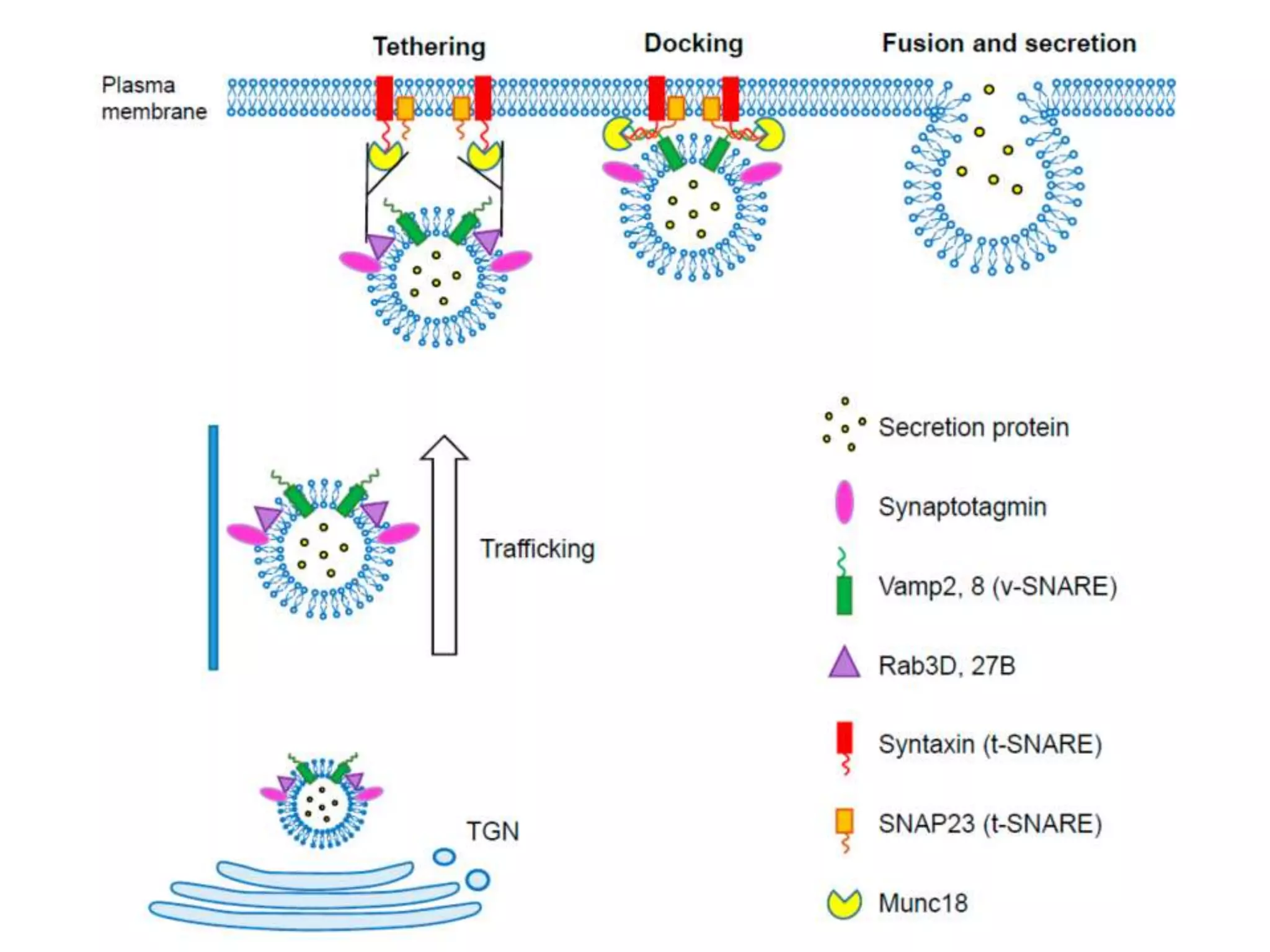 Mechanism of action of insulin | PPTX