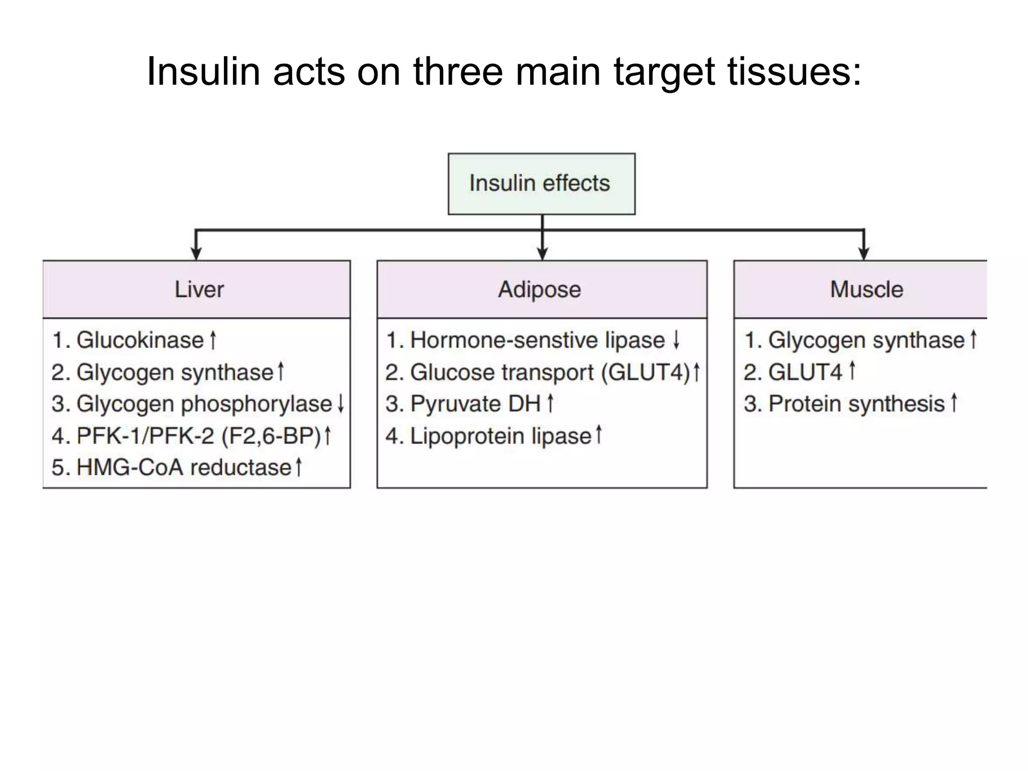 Mechanism of action of insulin | PPTX