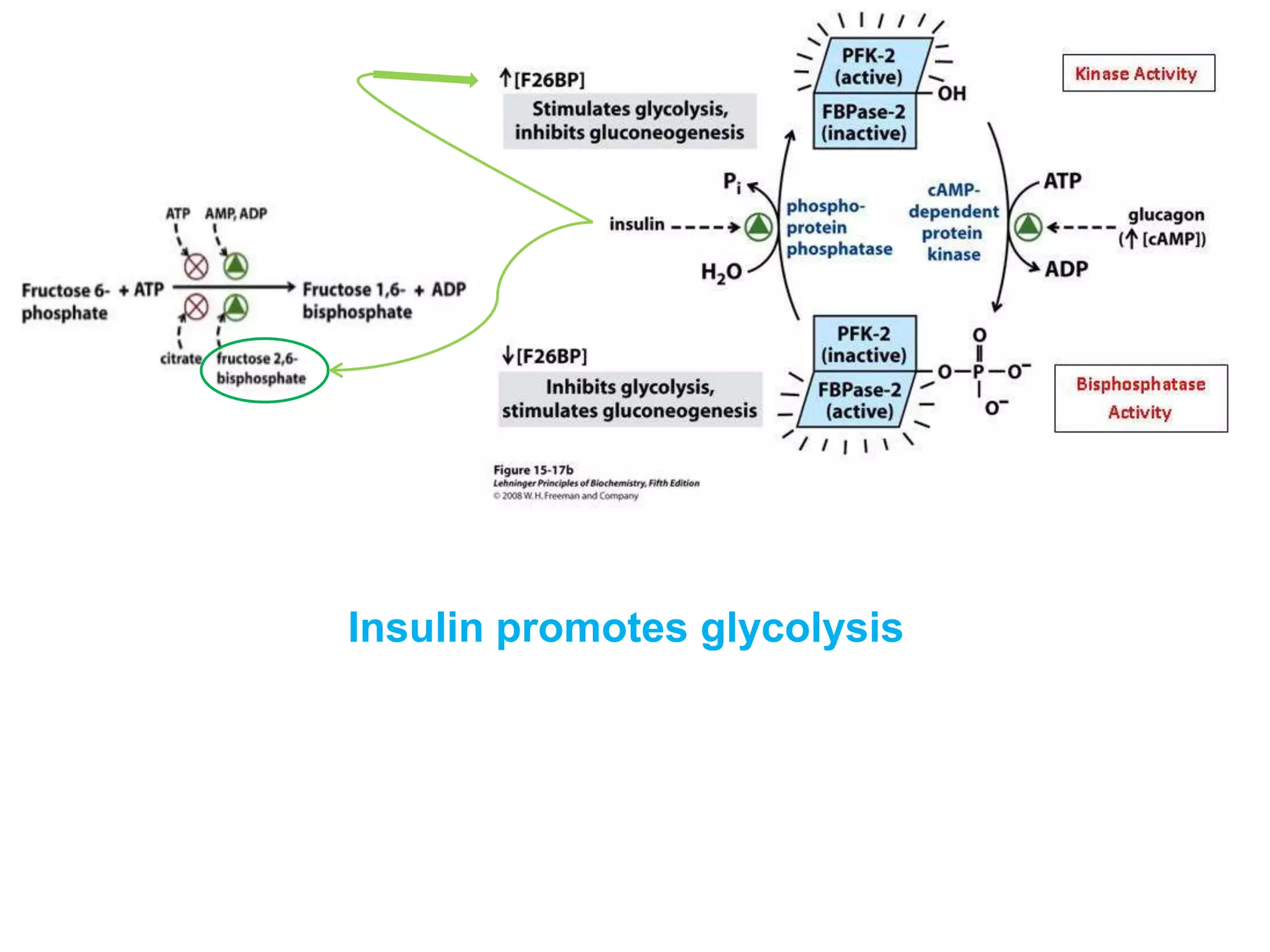 Mechanism of action of insulin | PPTX