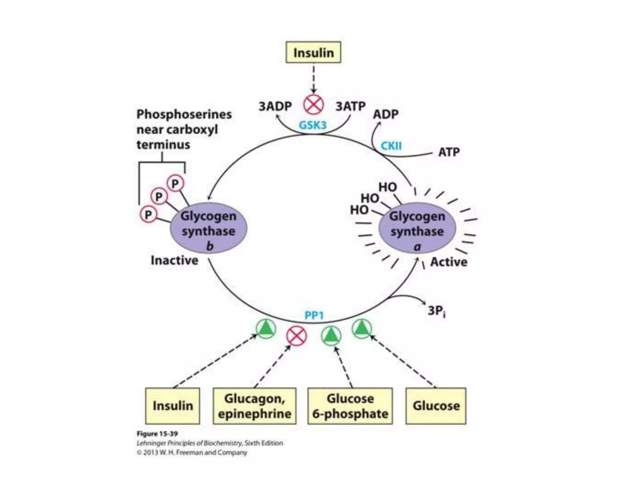 Mechanism of action of insulin | PPTX