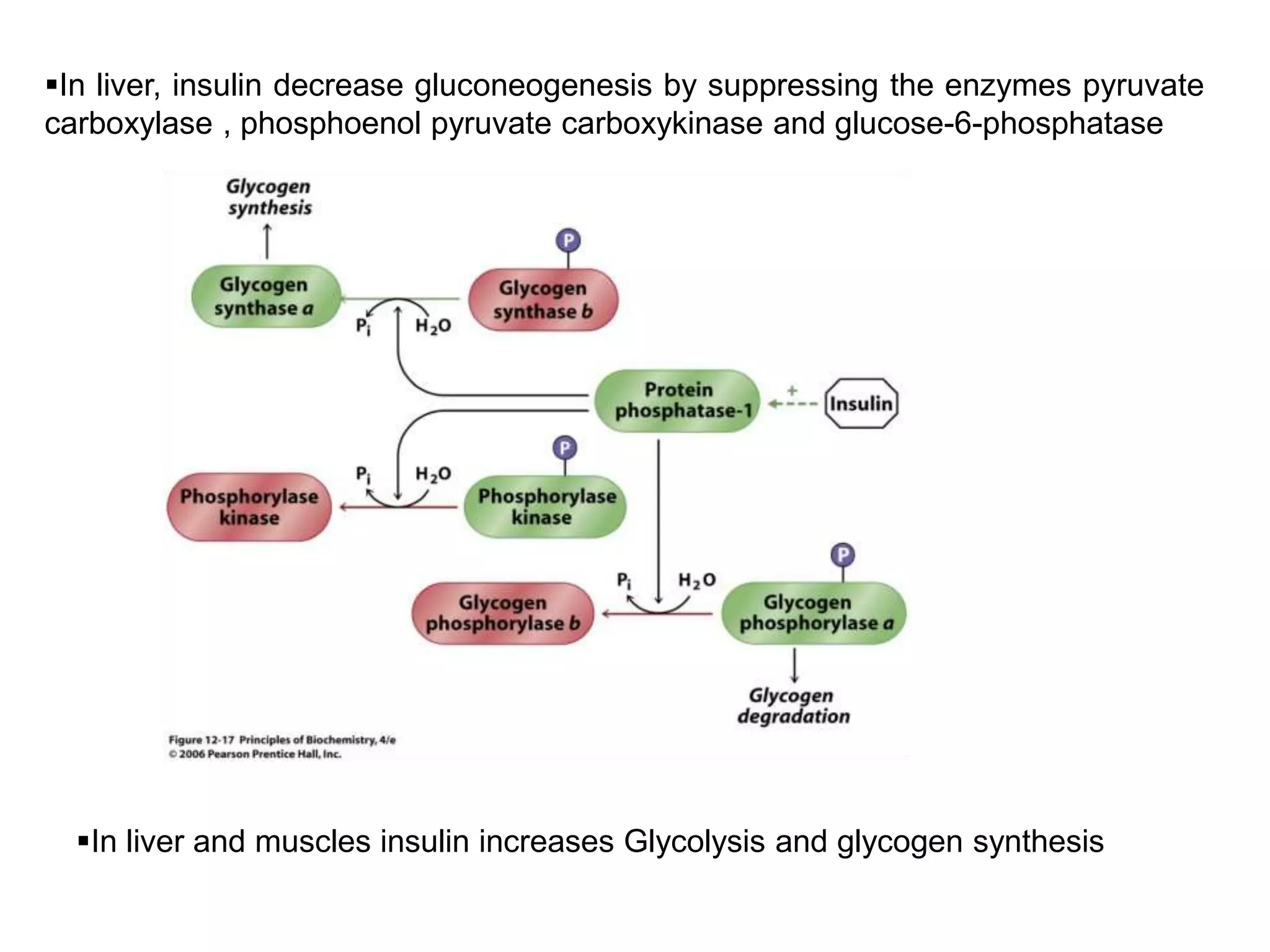 Mechanism of action of insulin | PPTX