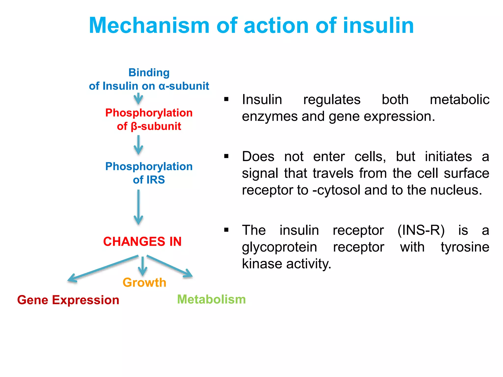 Mechanism of action of insulin | PPTX