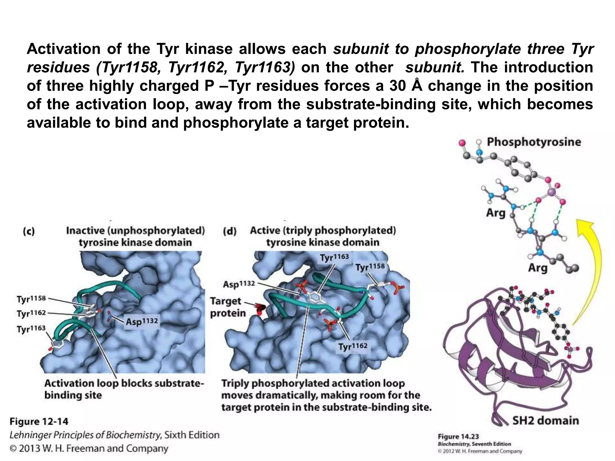 Mechanism of action of insulin | PPTX