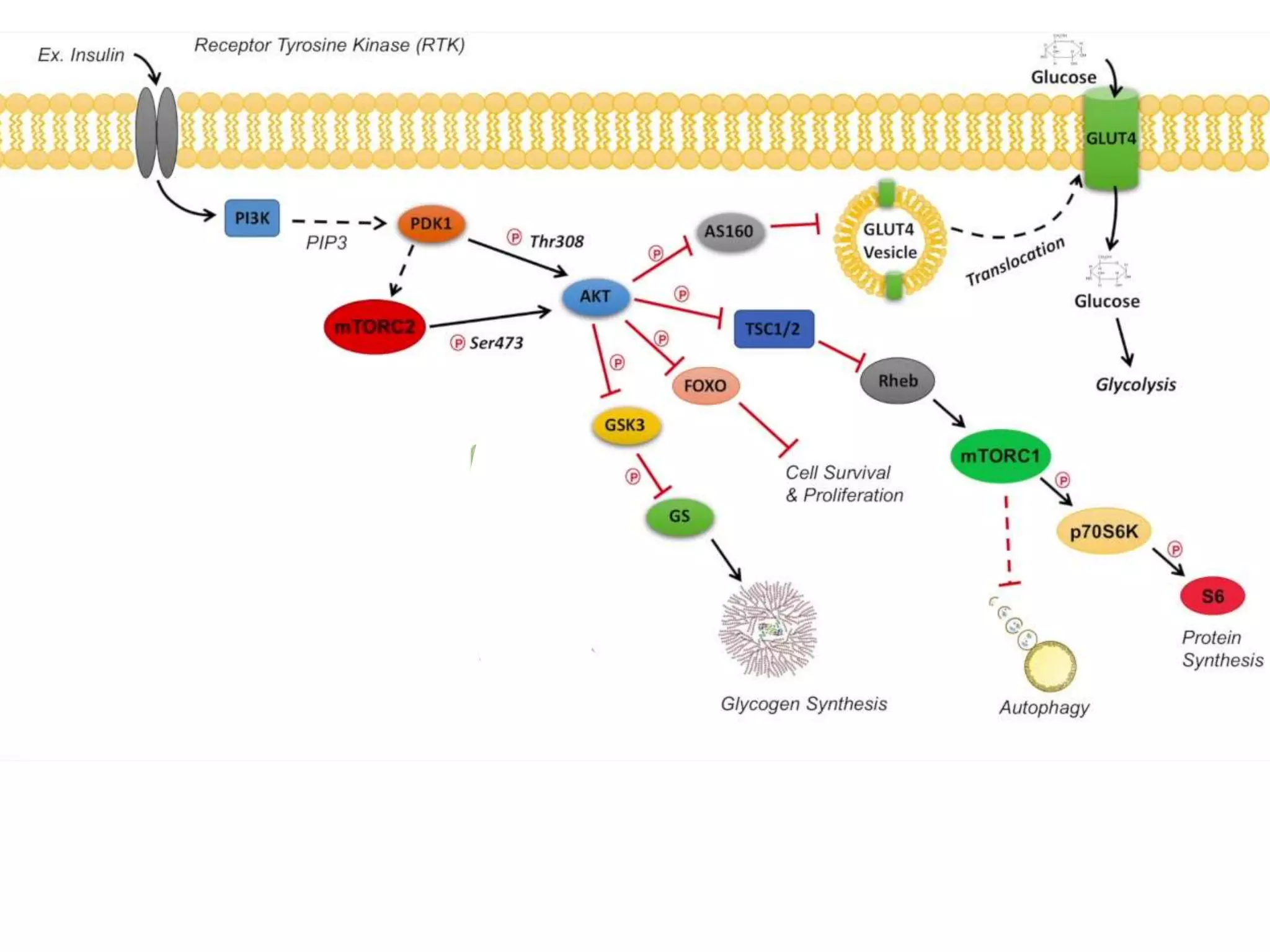 Mechanism of action of insulin | PPTX
