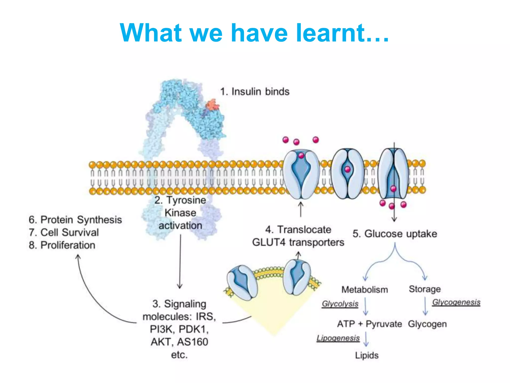 Mechanism of action of insulin | PPTX