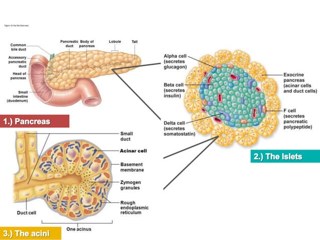 Mechanism of action of insulin