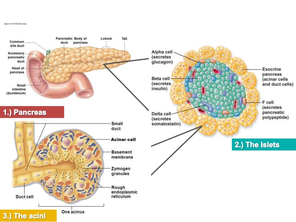Mechanism of action of insulin