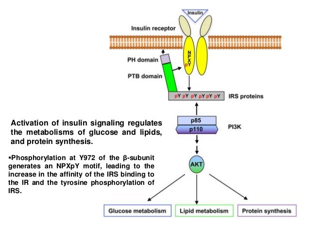 Mechanism of action of insulin
