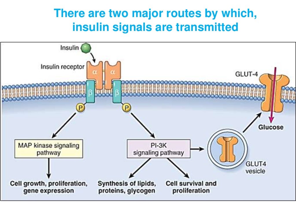 Mechanism of action of insulin