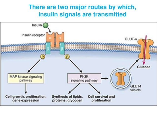 Mechanism of action of insulin