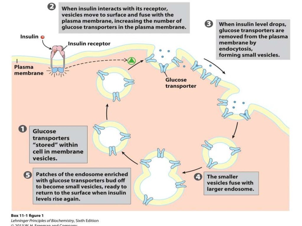 Mechanism of action of insulin