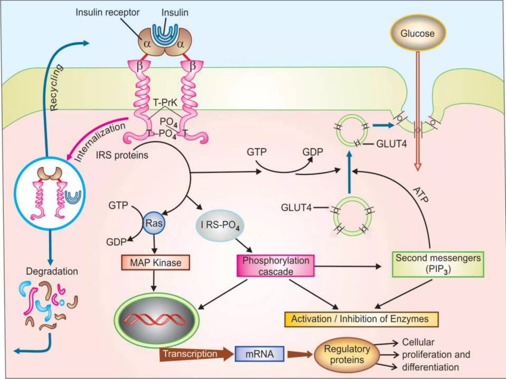 Mechanism of action of insulin | PPTX