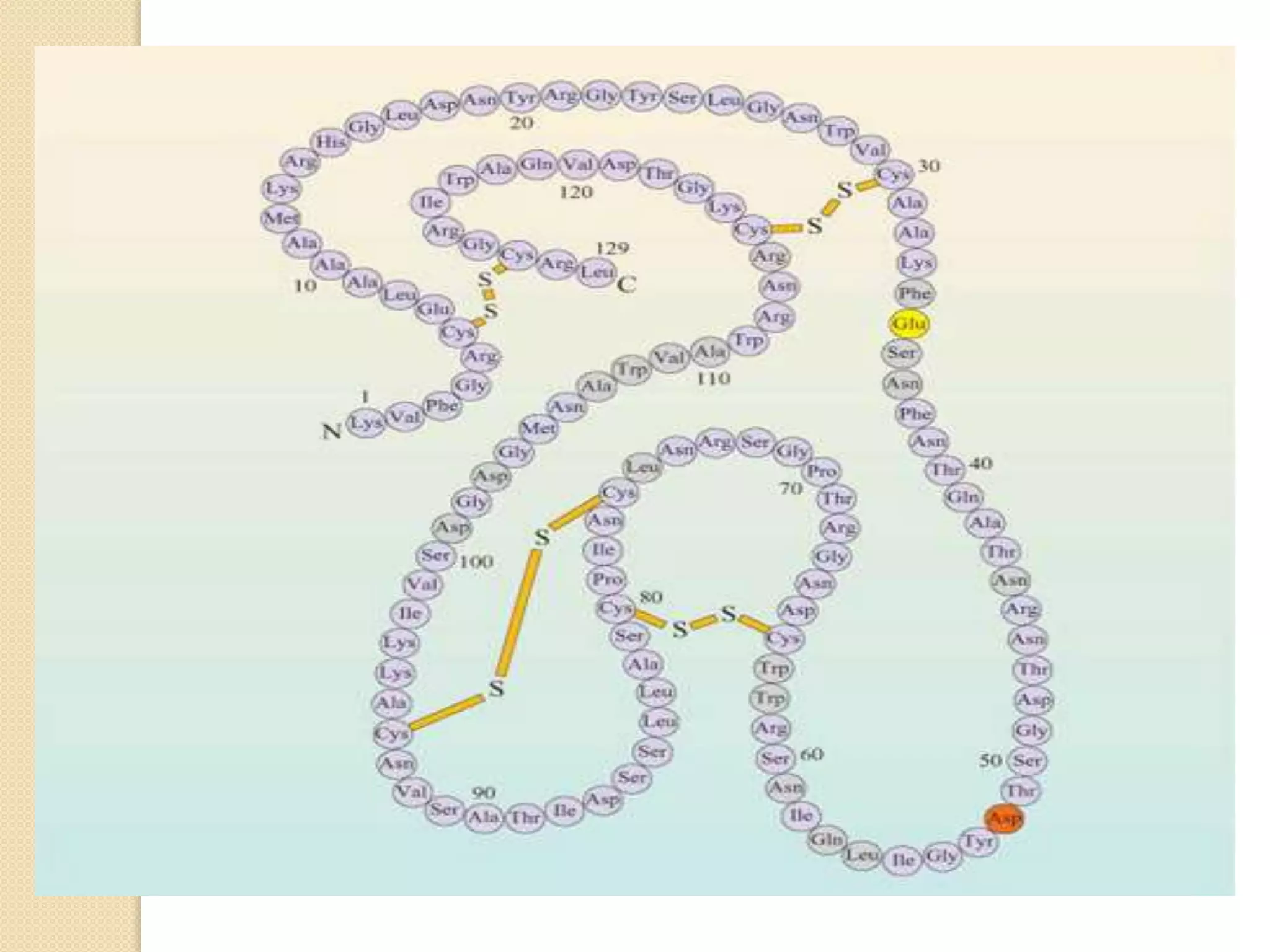 Mechanism of action of lysozyme | PPTX