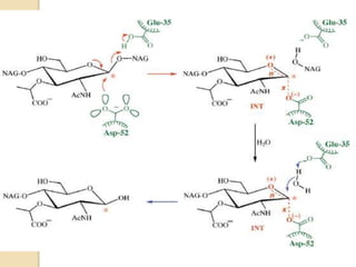 Mechanism of action of lysozyme | PPTX