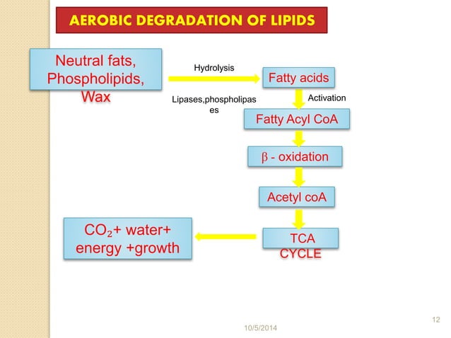 Mechanism of aerobic & an aerobic biodegradation | PPTX | Chemistry ...