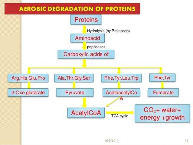 Mechanism of aerobic & an aerobic biodegradation