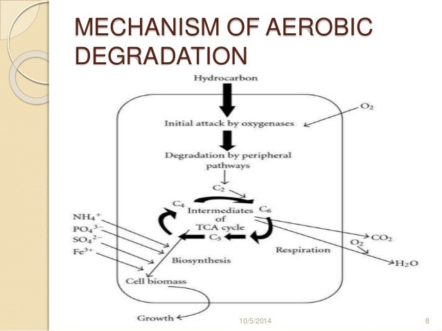 Mechanism of aerobic & an aerobic biodegradation