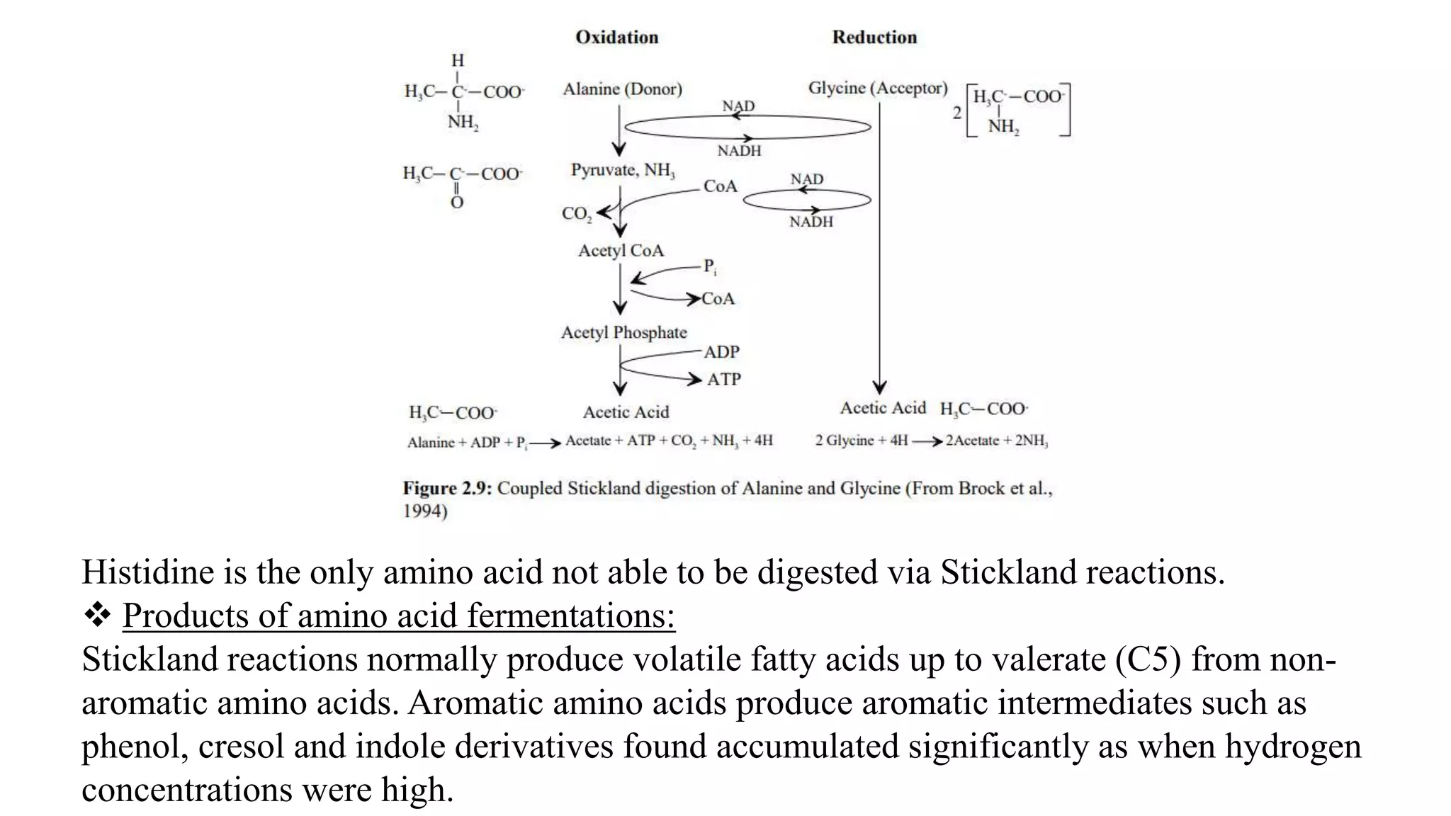 MECHANISM OF ANAEROBIC BIODEGRADATION new.pptx
