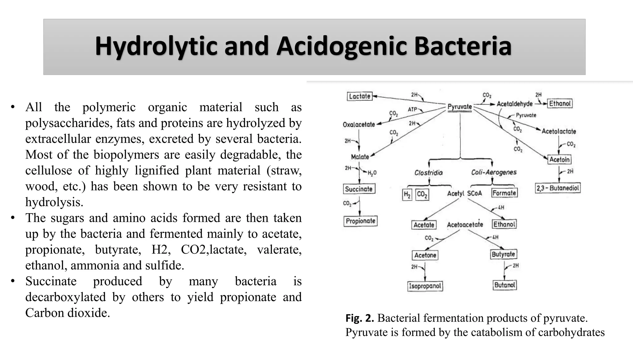 MECHANISM OF ANAEROBIC BIODEGRADATION new.pptx
