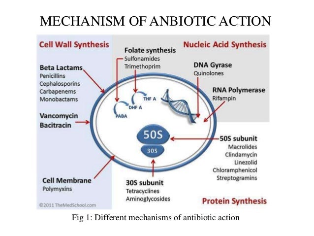 Mechanism of antibiotic resistance