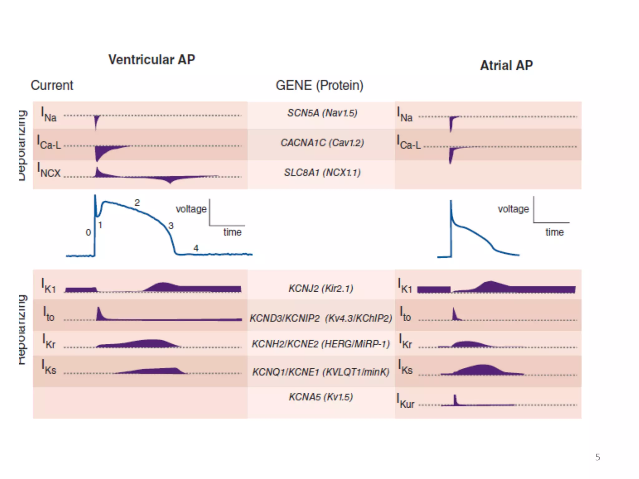 Mechanism of Arrhythmias .pdf