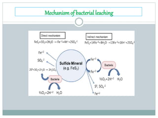 Mechanism of bacterial leaching | PPTX | Chemistry | Science