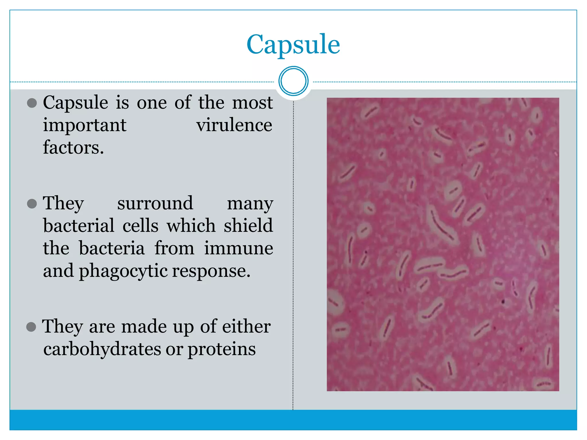 Bacterial pathogenesis | PPTX