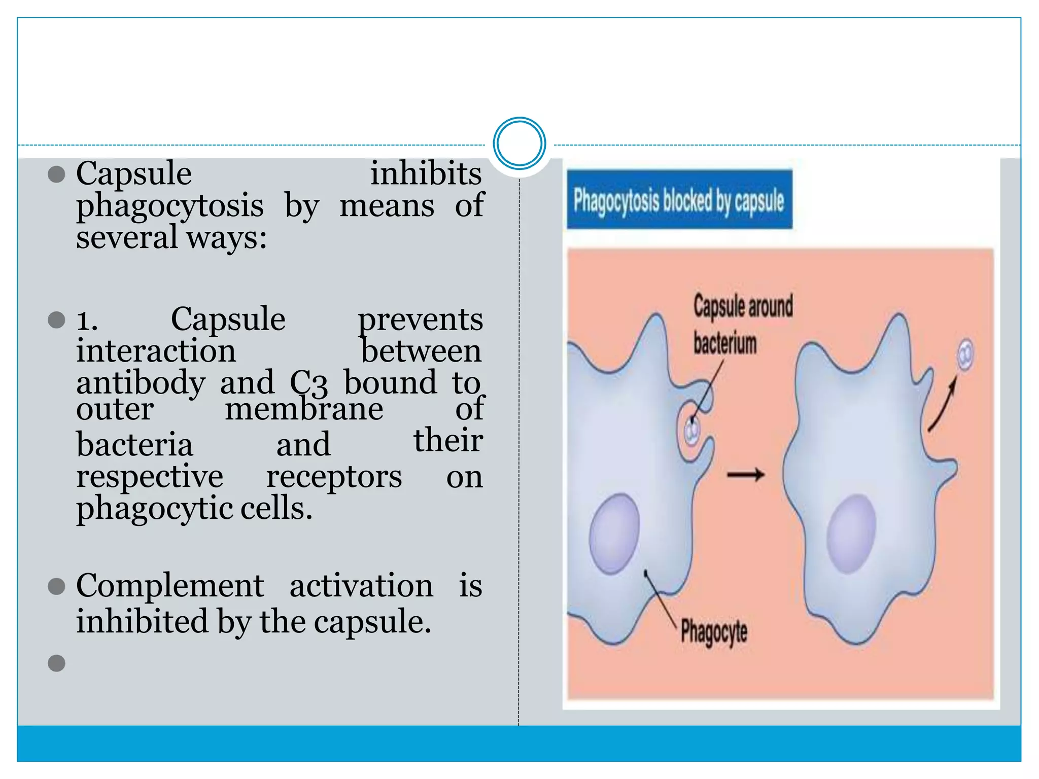 Bacterial pathogenesis | PPTX