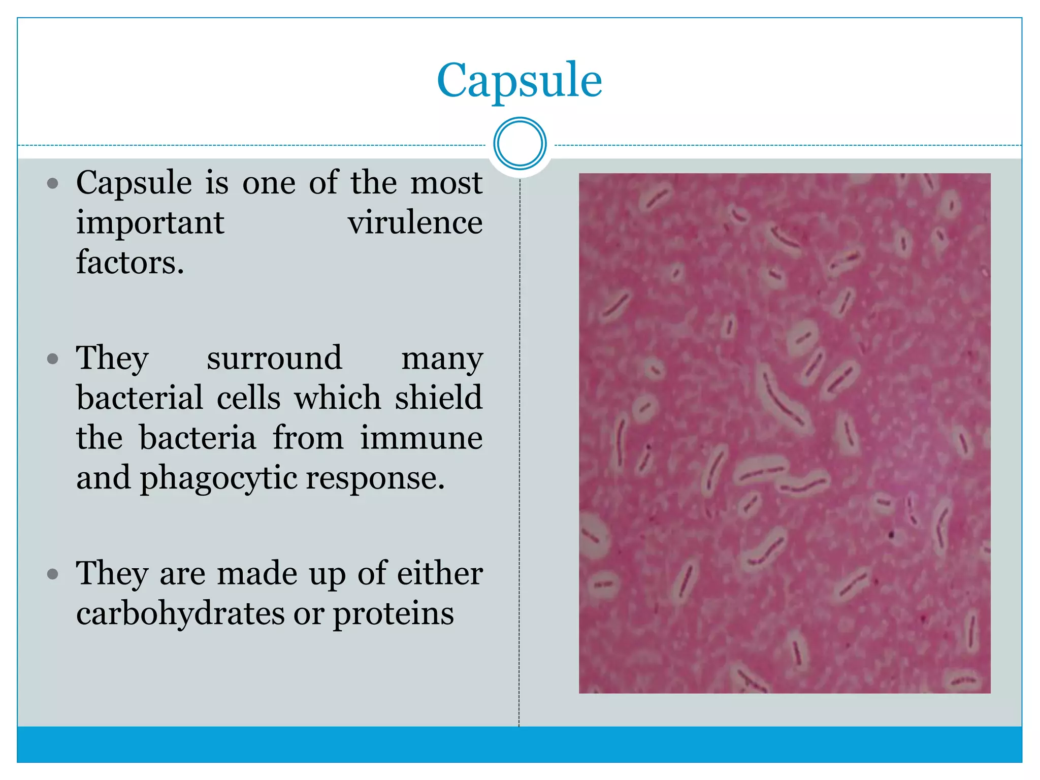 Mechanism of bacterial pathogenesis | PPTX