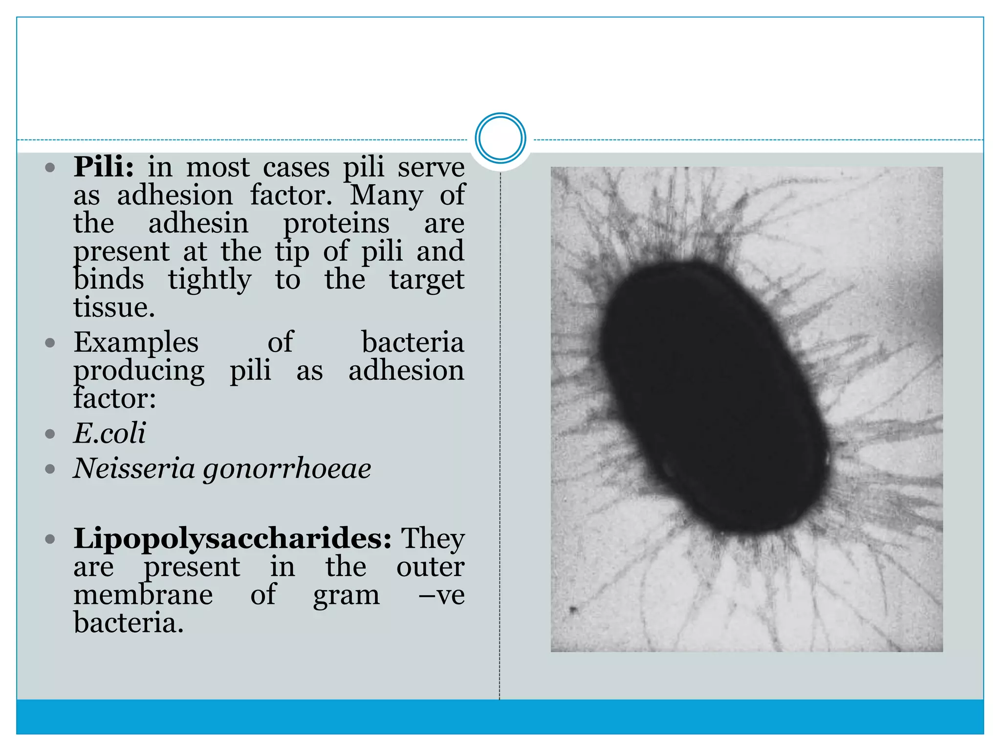 Mechanism of bacterial pathogenesis | PPTX