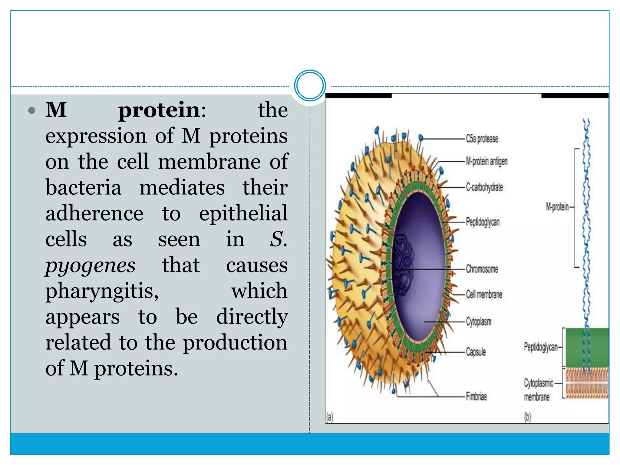Mechanism of bacterial pathogenesis | PPTX