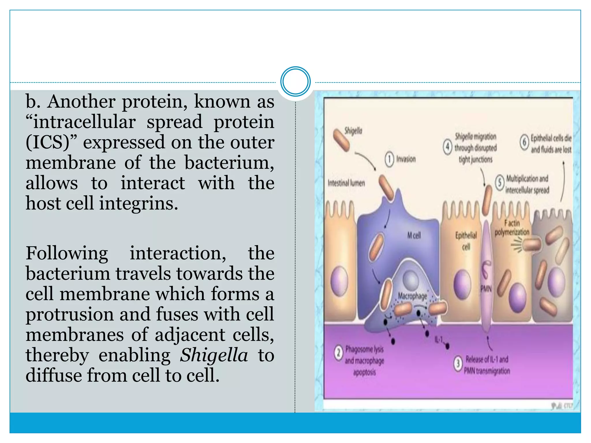 Mechanism of bacterial pathogenesis | PPTX