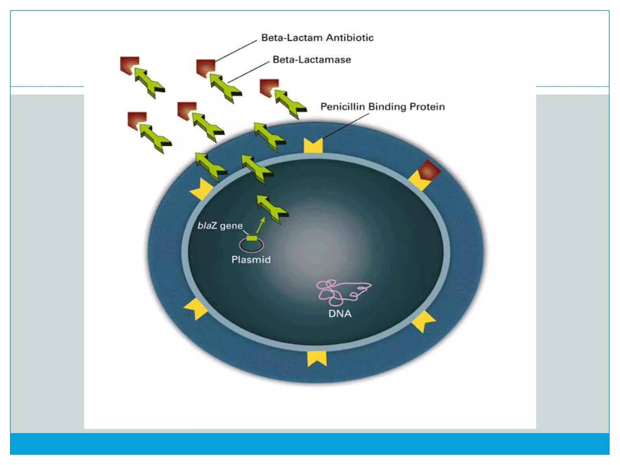 Mechanism of bacterial pathogenesis | PPTX