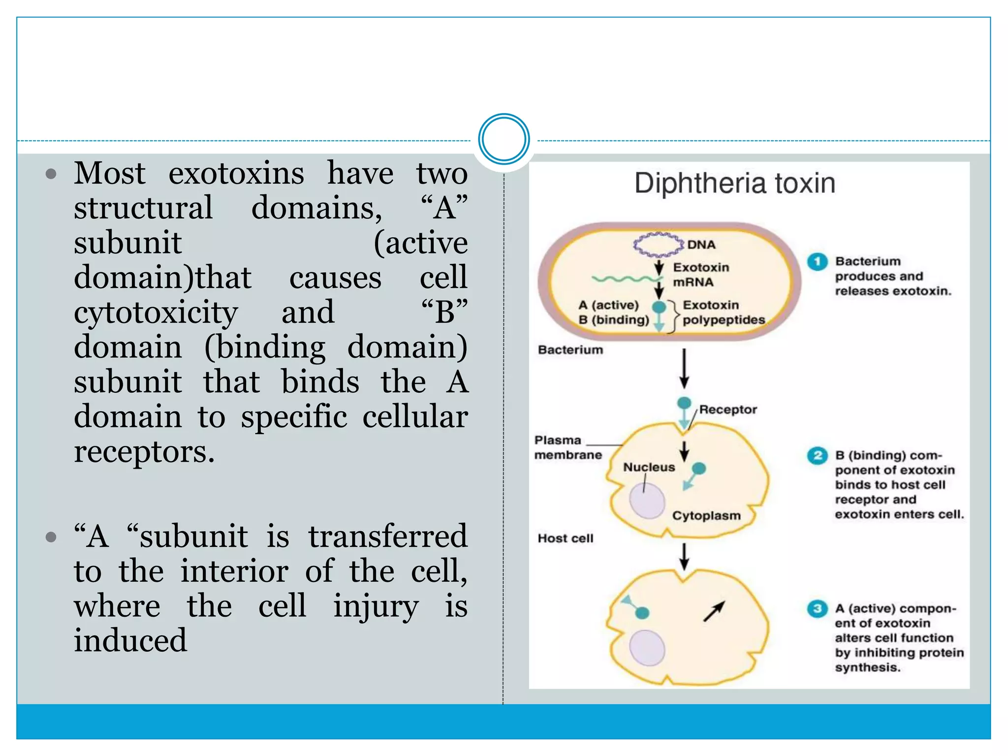 Mechanism of bacterial pathogenesis | PPTX