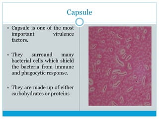 Mechanism of bacterial pathogenesis | PPTX