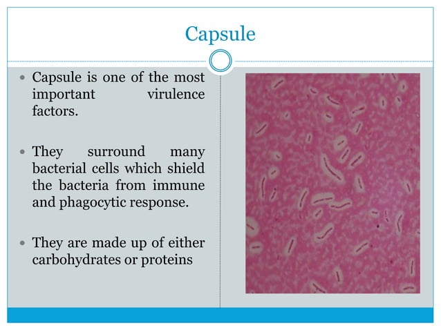 Mechanism of bacterial pathogenesis | PPTX | Infectious Diseases ...